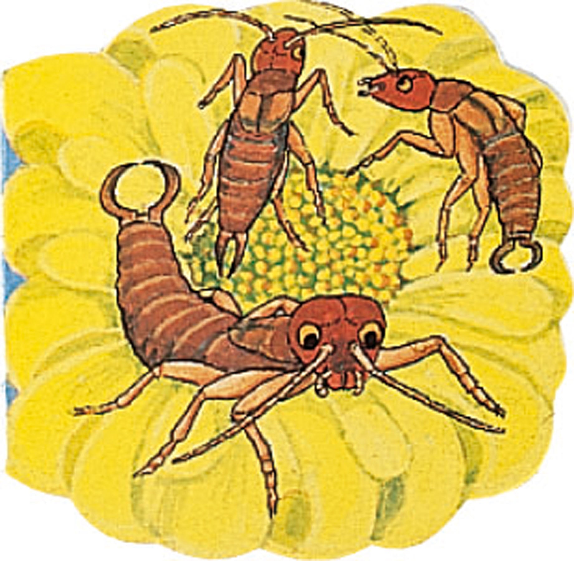 Pocket Pals: Pocket Earwig – Child's Play